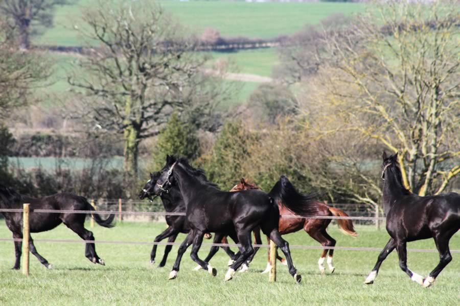 Waverley Stud | Media Gallery