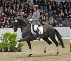 Don Index | Hanoverian | Stallion | Superior Equine Dressage Breeding ...