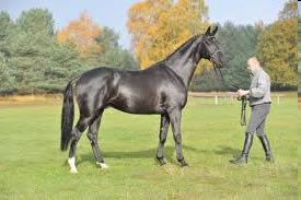 Don Index | Hanoverian | Stallion | Superior Equine Dressage Breeding ...